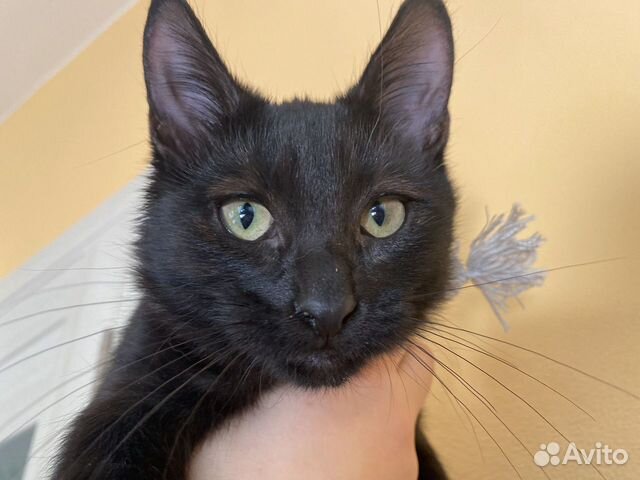 Котята бесплатно