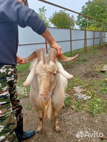 Племенной козёл