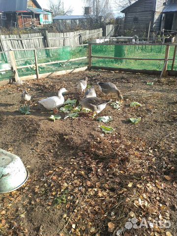 Продам 2-х годовалых гусей