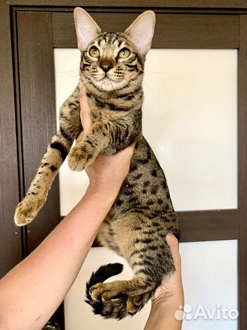 Котенок саванна