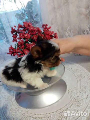 Бивер йорик