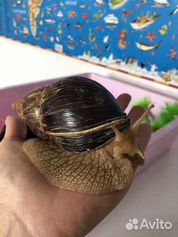 Улитки ахатины бесплатно