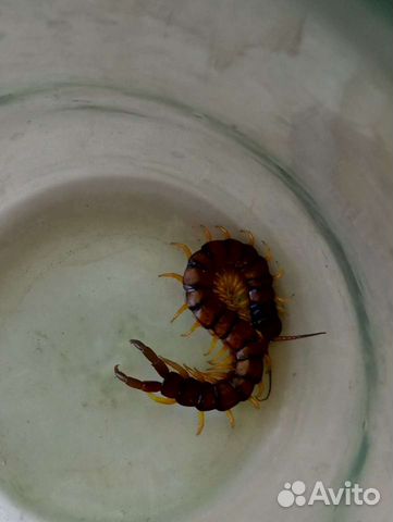 Сколопендра кольчатая