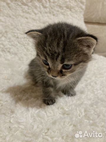 Котенок / кошечка