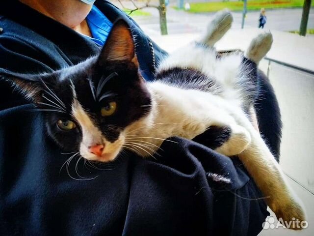 Котик в добрые руки