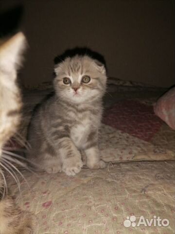 Шотландские котята-мраморята