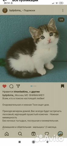 Маленькая нежная мимимишка котенок