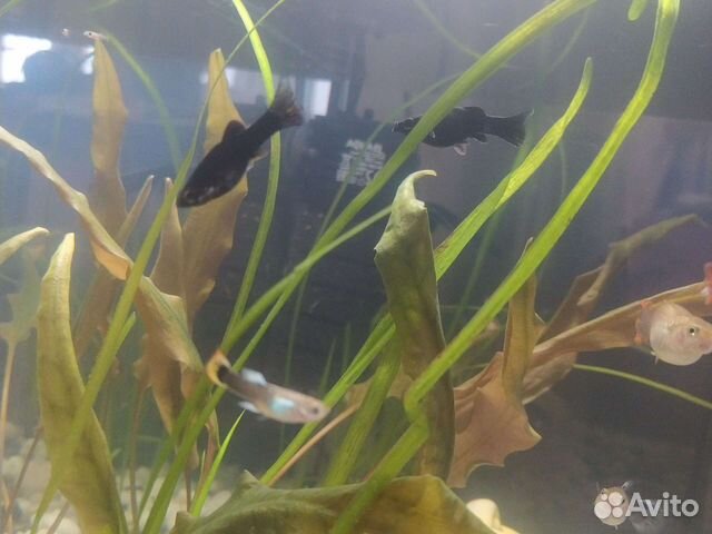 Моллинезия черная самец