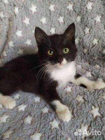 Котята в добрые руки бесплатно