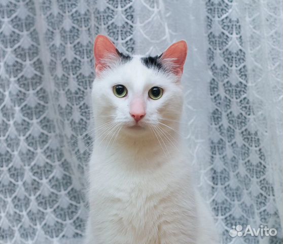 Добрый милый ласковый кот