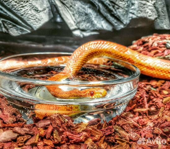 Маисовый полоз