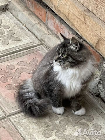 Кошечка Маркиза ждет родителей