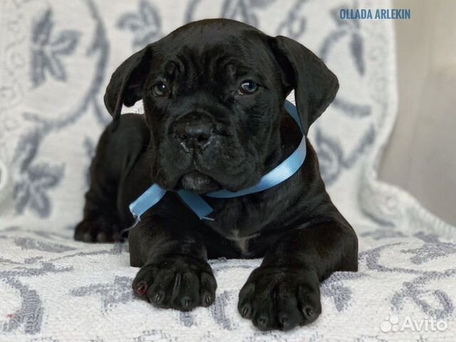 Кане корсо черный мальчик