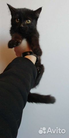 Кошка в дар