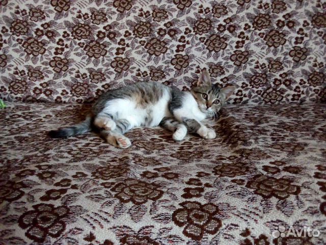 Ручной котёночек (кошечка)