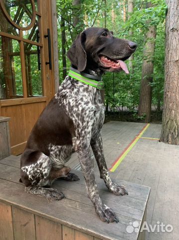 Кобель курцхаар для вязки