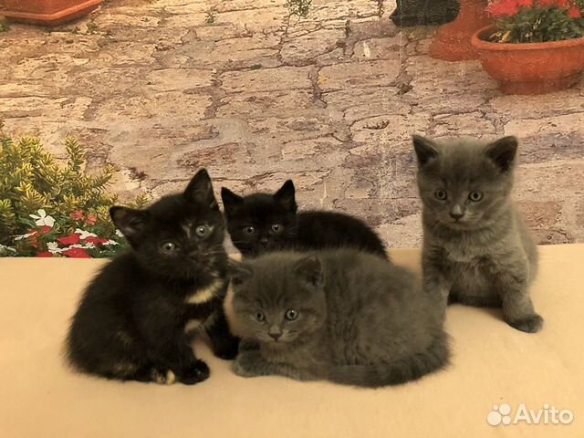 Британские котята с дворняжкой)