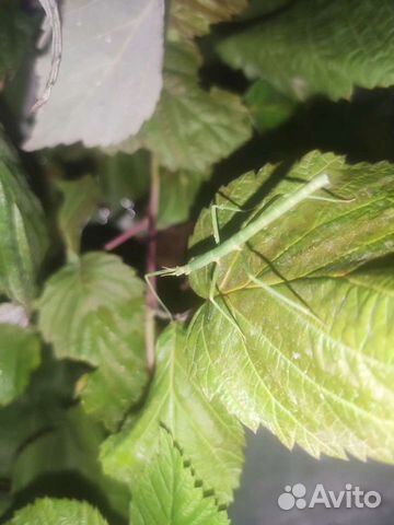 Палочник и нимфы