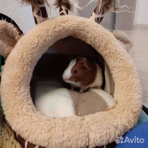 Морская свинка мальчик