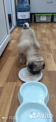 Продаю мопса,щенка