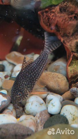 Сомики Коридорас Штерба