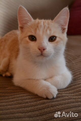 Котик-лисичка 3,5мес+"приданое"+доставка