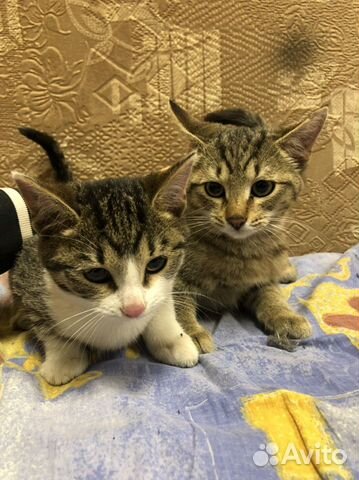 Два котенка ишут дом