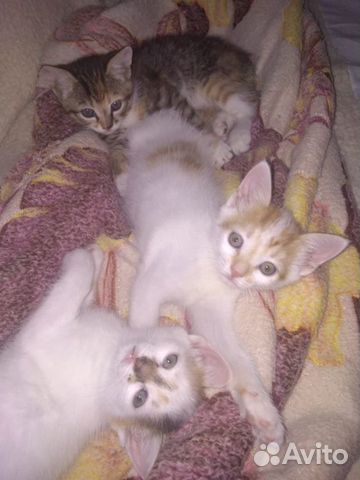 Отдам котят в добрые руки