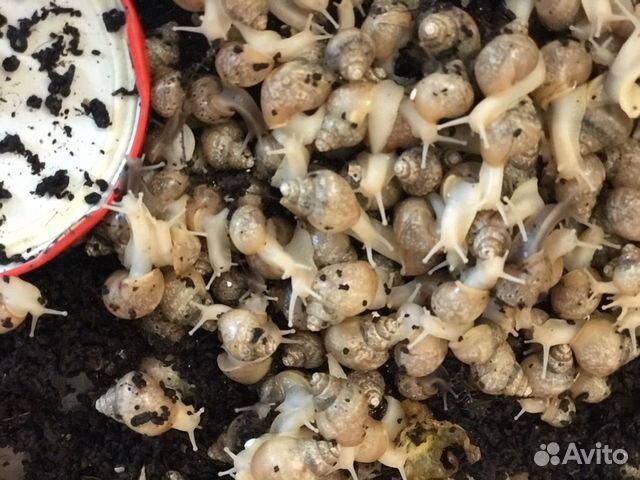 Отдам улиток