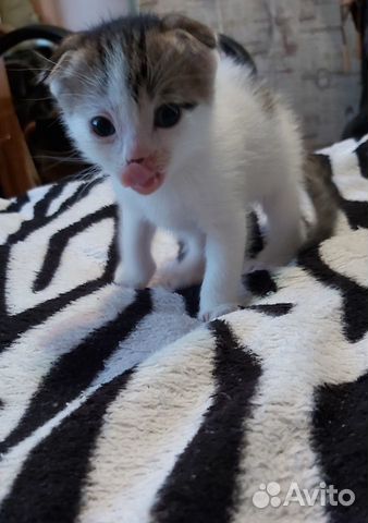 Котята в добрые руки бесплатно