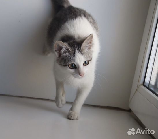 Котята котенок