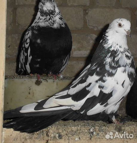 Николаевские голуби