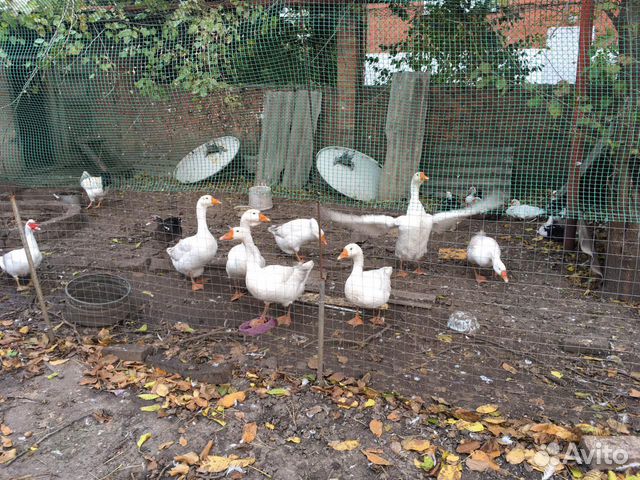 Продаю гусей, уток