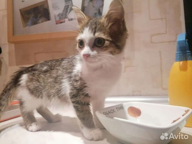 Отдадим кошечку, 3 месяца