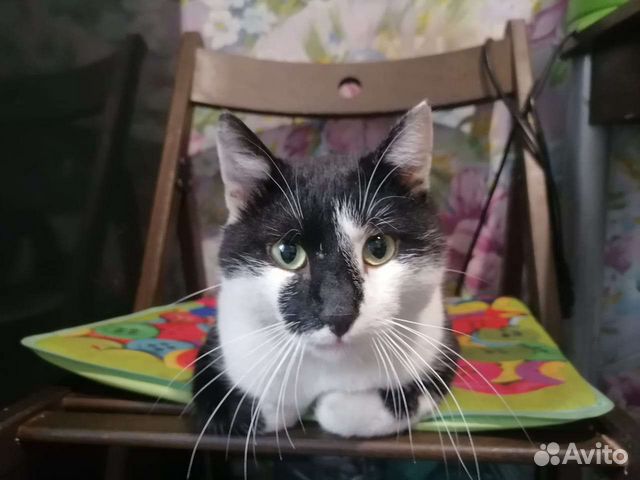Ласковый котик ищет дом и семью