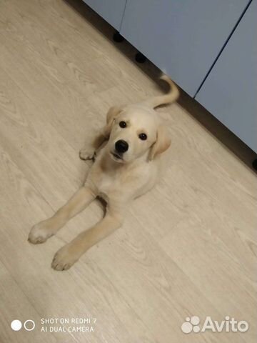Отдам в добрые руки смесь лабрадор с дворнягой