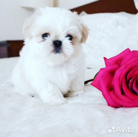 Белая Розочка