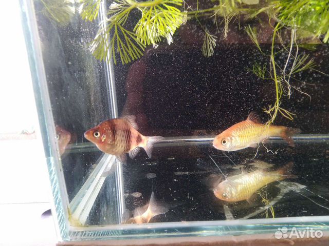 Отдам даром рыбок