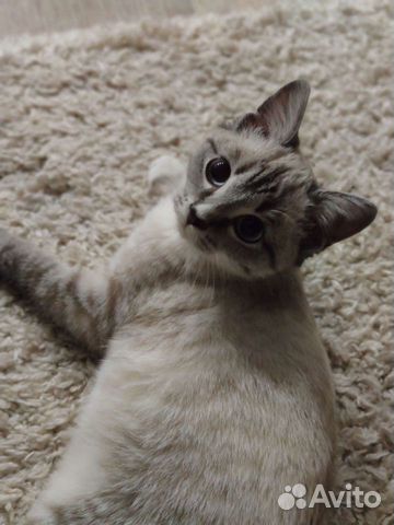 Котенок