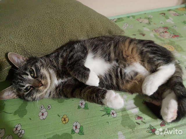 Кошка в дар