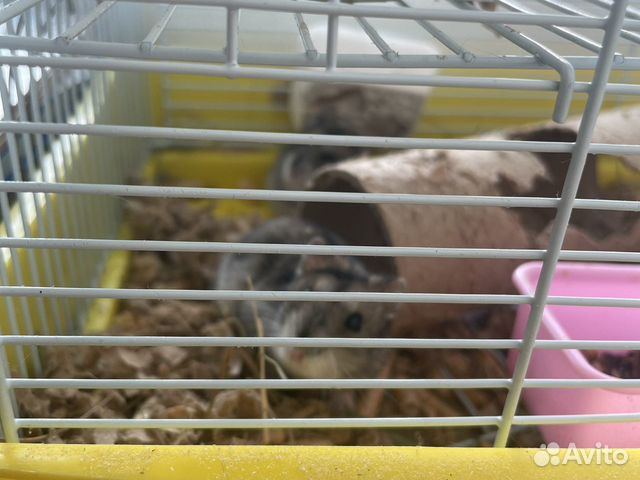 Джингарики