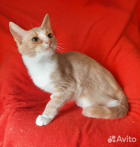 Рыжий персиковый котёнок в дар