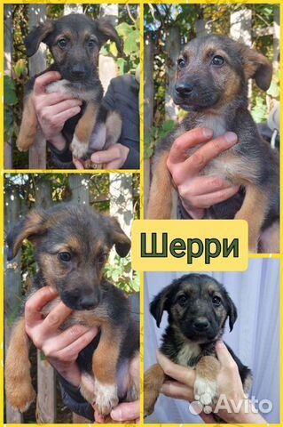 Щенок в добрые руки