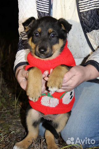 Классный щенок