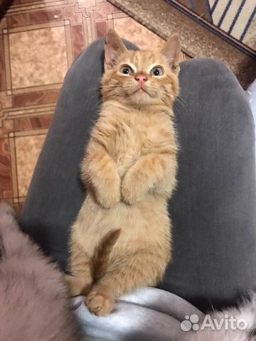 Кошка