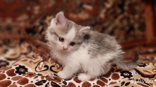 Маленький котенок в добрые руки