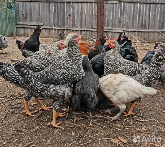 Молодые семьи плимутрок