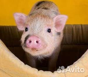 Минипиг