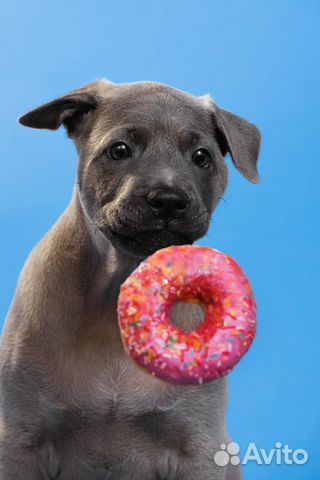 Щенок тайского риджбека