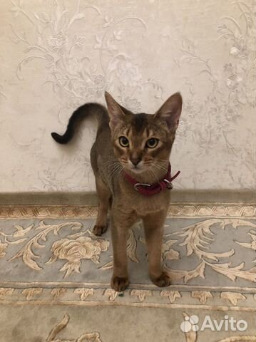 Абиссинская